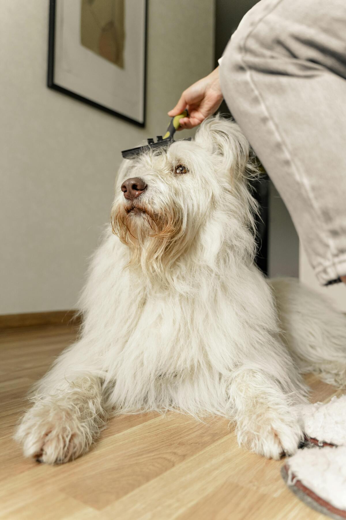 Keep Your Pet Looking and Feeling Great with These Essential Grooming ...